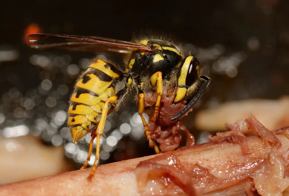Murder hornets? Meh. Our pest wasps decapitate flies and bully dingoes ...