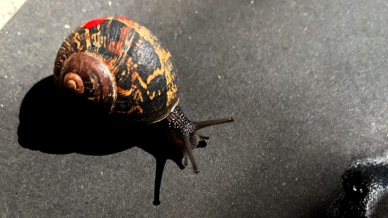 Your at-home guide to appreciating snails - COSMOS Education