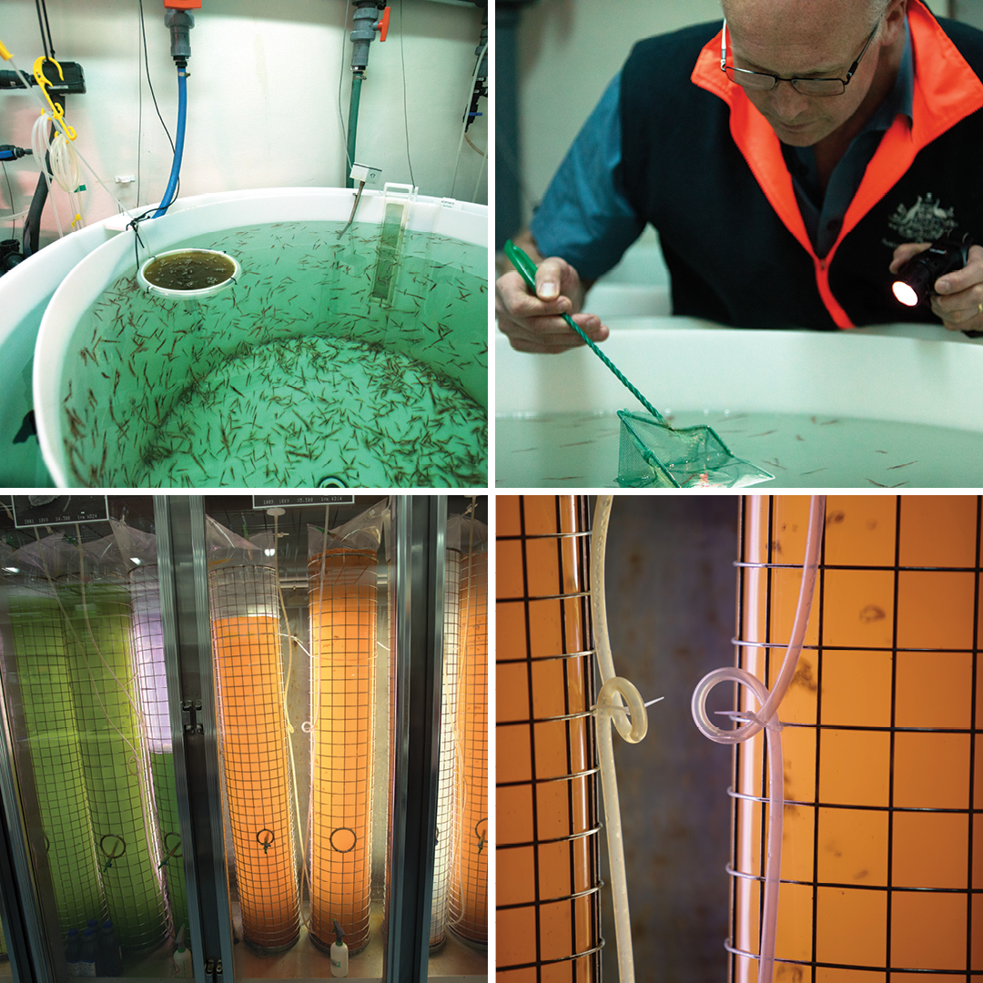 COSMOS Magazine: Good Krill Hunting - COSMOS Education