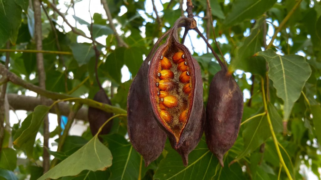 Food, tools and medicine: 5 native plants that illuminate deep ...