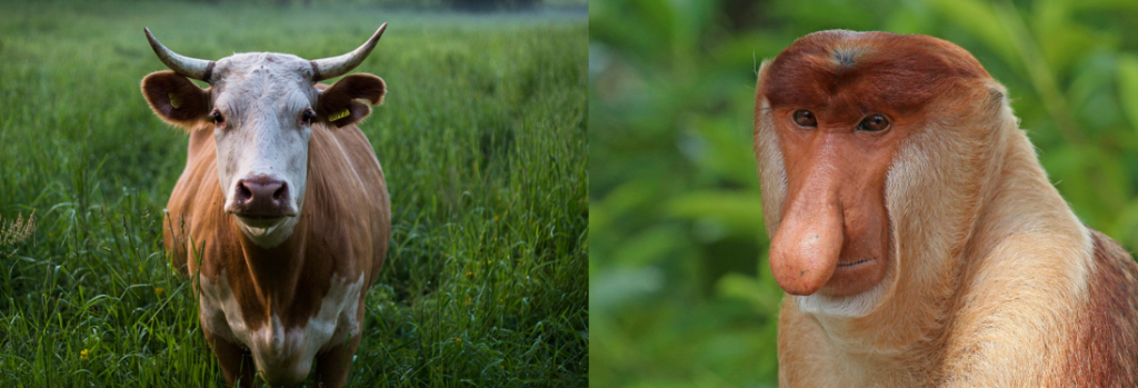 Top five examples of convergent evolution - Education