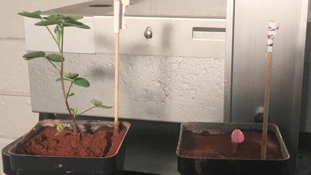 How to grow plants on Mars - COSMOS Education
