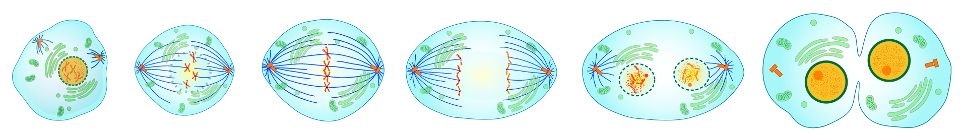 EXPLAINER: How do cells know when they’re fully grown? - COSMOS Education