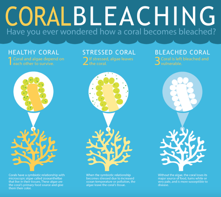EXPLAINER: Coral Bleaching - COSMOS Education