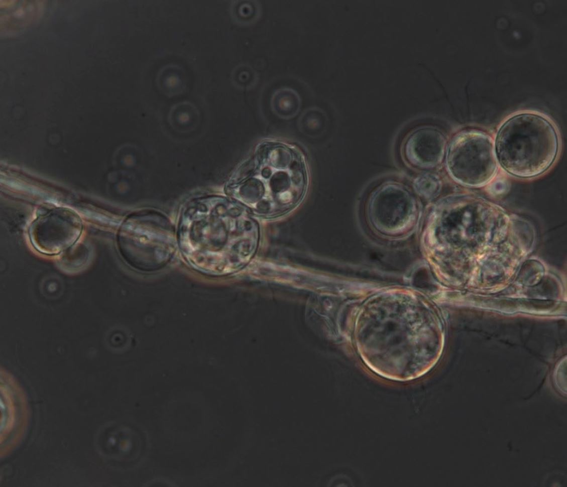 COSMOS MAGAZINE - Model or Monster? - COSMOS Education
