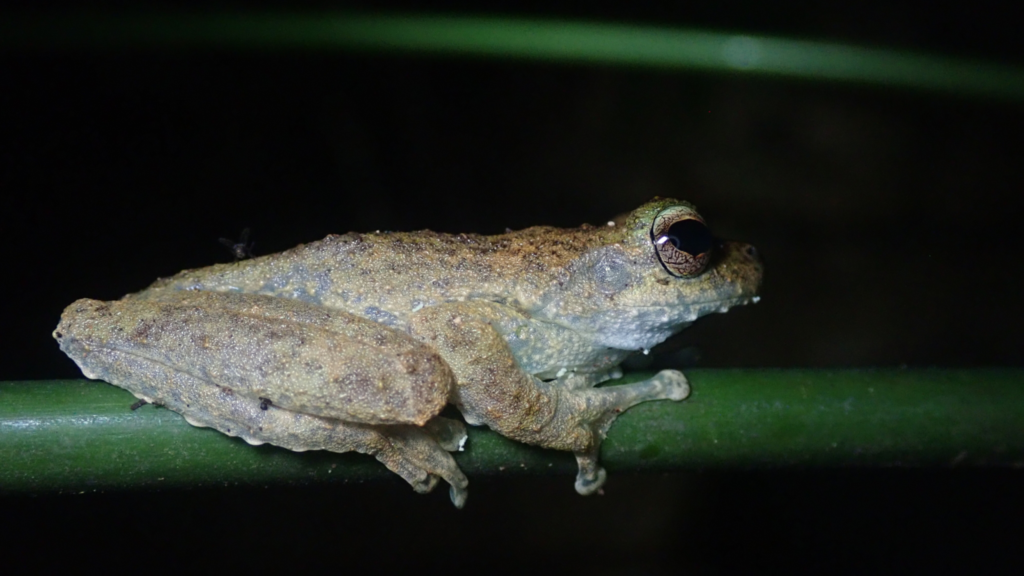 Citizen science projects Australia Spring 2022